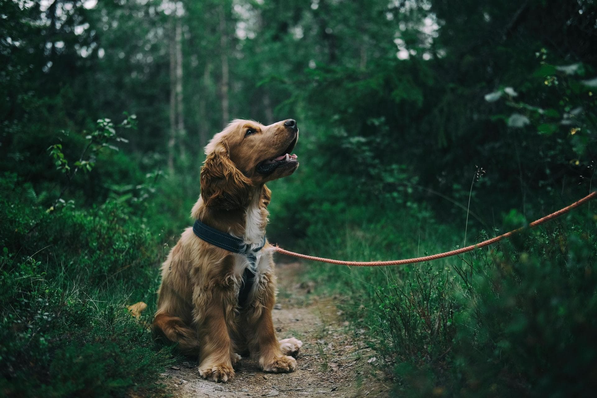 Ireland Vets – Find Local Veterinary Practices Across Ireland