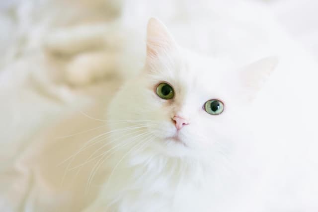 Veterinary Specialists Ireland | Vets in Summerhill, Meath | Updated ...