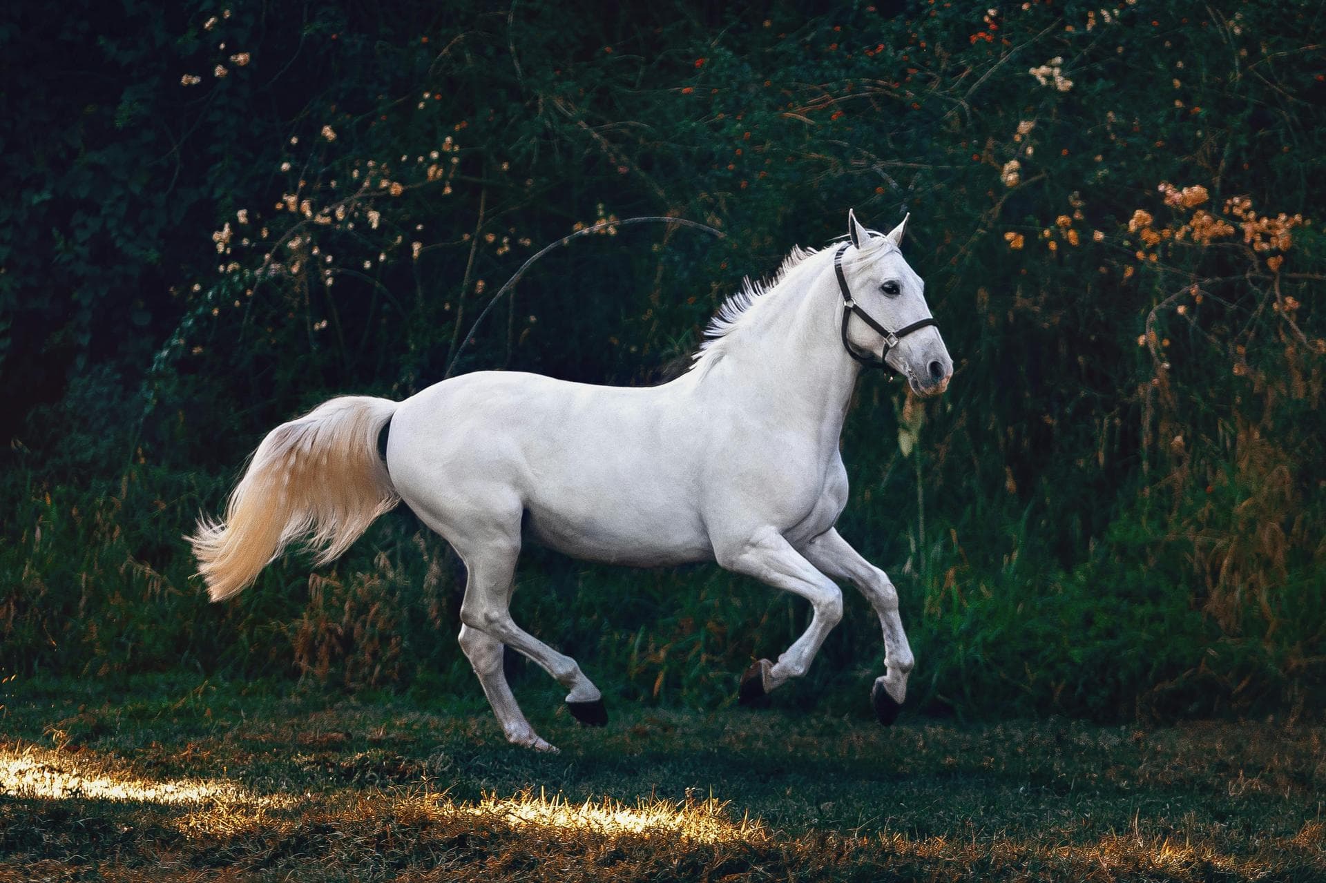 Ireland Vets – Find Local Veterinary Practices Across Ireland